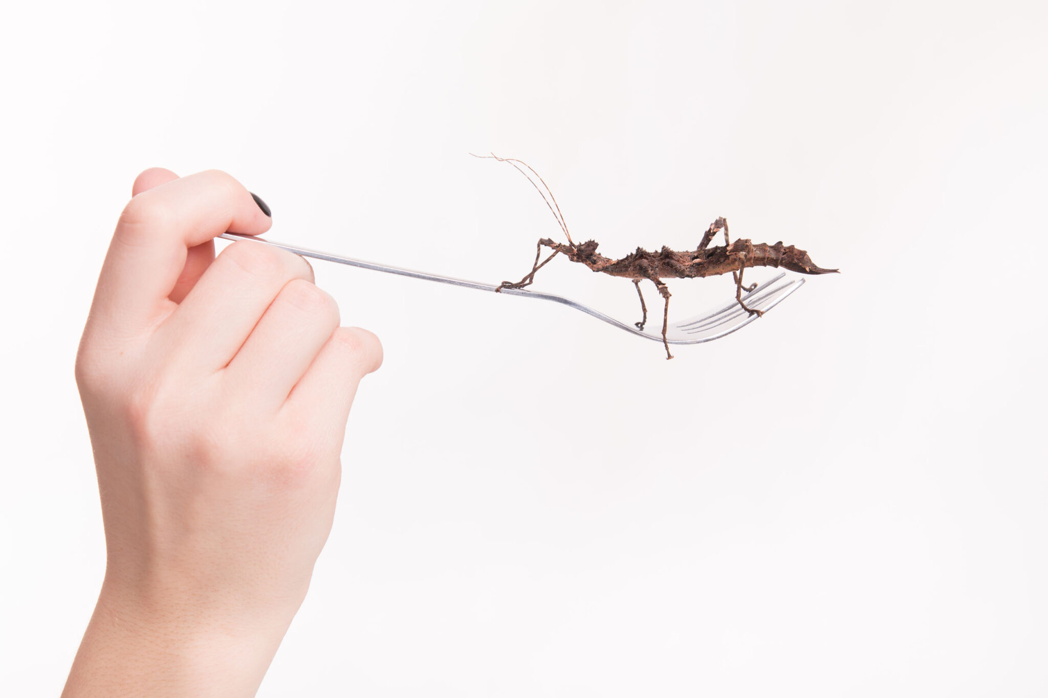 French Restaurant Serves Up Food of the Future: Insects法國餐廳推出未來的蟲蟲餐點 ...